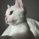 王满星_1_1-FoodTalks个人主页