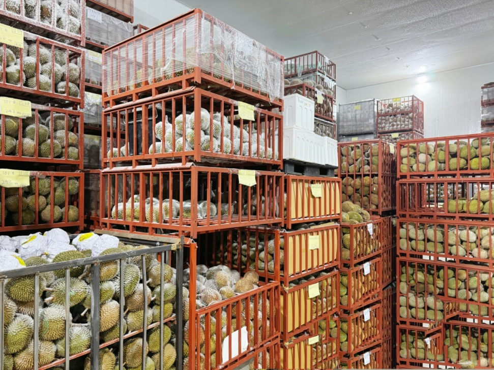 Malaysian durian enterprise Platformone Fruitie has established a ...