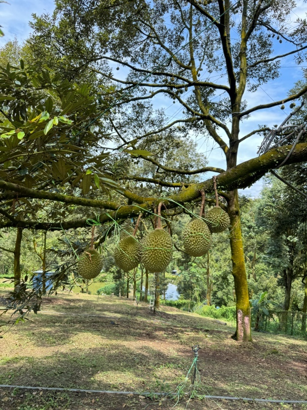 Malaysian durian enterprise Platformone Fruitie has established a ...