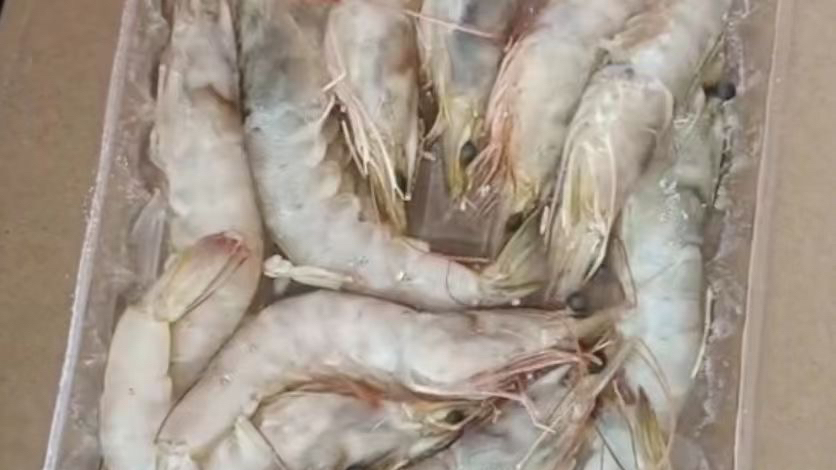 老仁农产品提供小板虾、盒装虾、大板虾 - FoodTalks食品供需平台