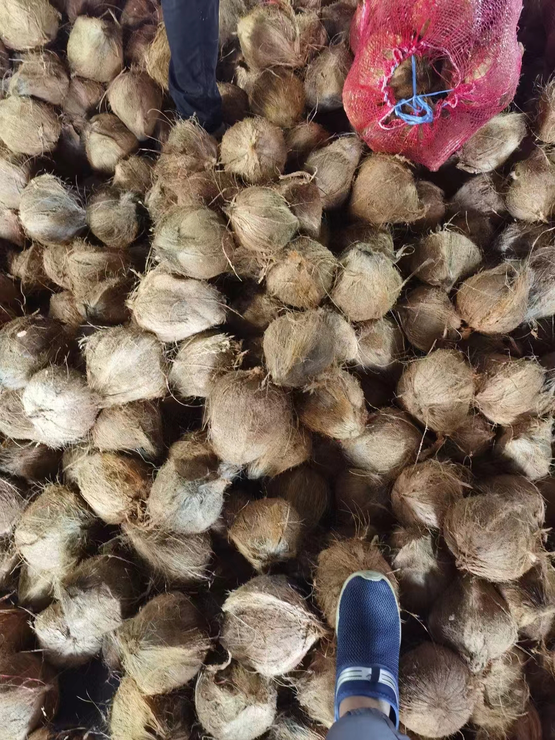 兰宝公司长期提供老椰子 - FoodTalks食品供需平台