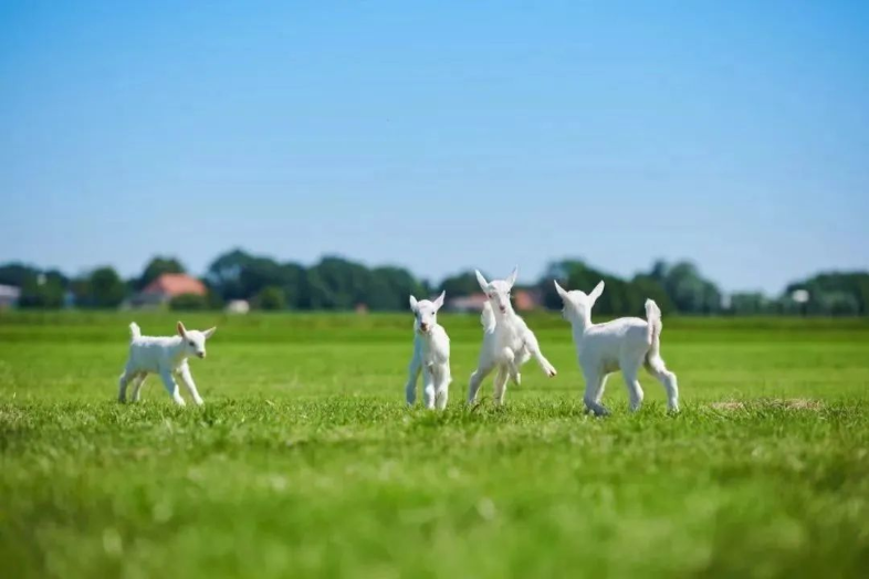 Ausnutria the Bellwether: Galloping, Pioneering and Strategic Vision ...