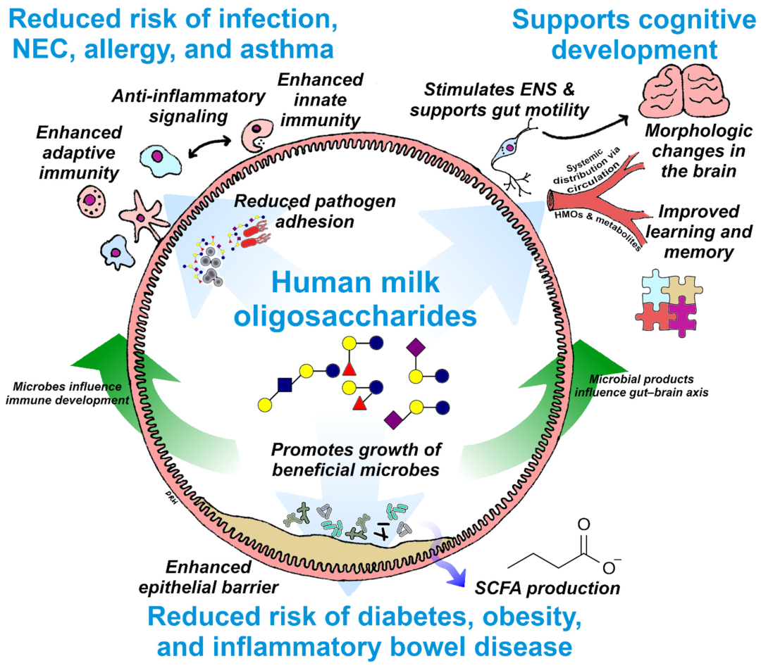 蒙牛推出国内首款HMOs儿童液态配方奶-FoodTalks全球食品资讯