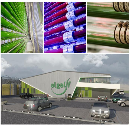 冰岛Algalif的微藻培育（源于北欧——进口天然虾青素原料供应） - FoodTalks食品供需平台