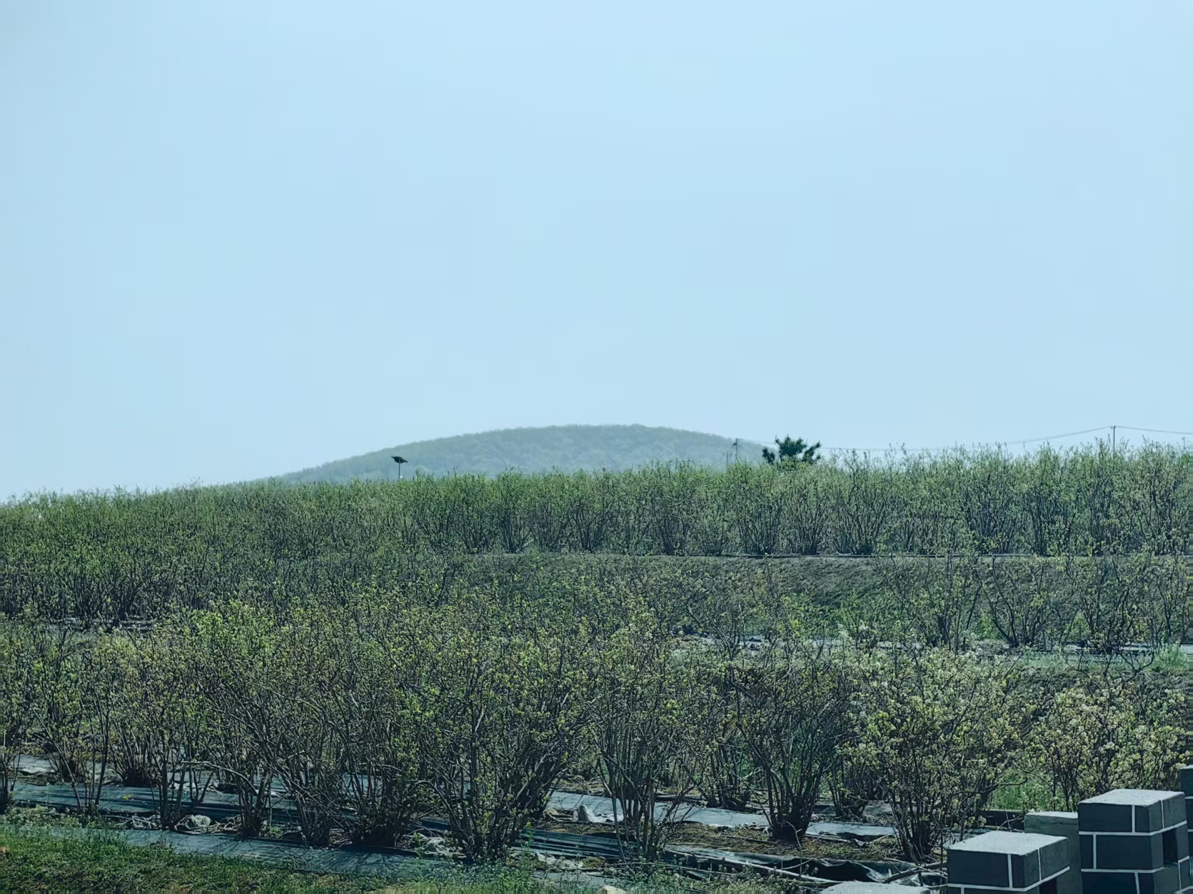 江苏沃田提供优蓝莓原料产品 - FoodTalks食品供需平台