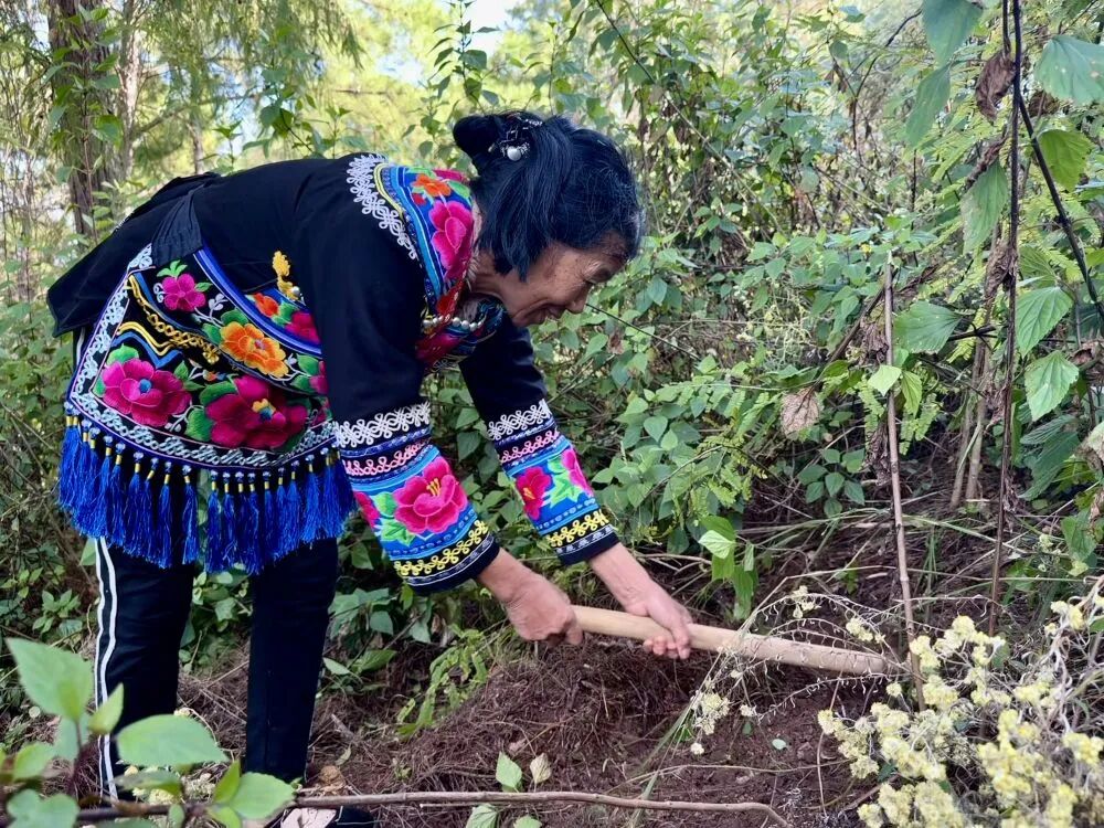 Why have truffles become a new "local specialty" in China? | FoodTalks